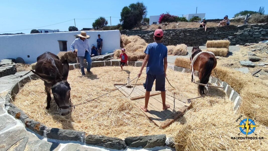 ΠΑΡΑΔΟΣΙΑΚΟ ΑΛΩΝΙΣΜΑ ΣΤΗΝ ΣΙΦΝΟ-ΒΙΝΤΕΟ - KAIPOUTHEOS.GR